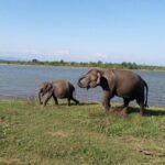 Explore The Beauty Of Udawalawe National Park From South Coast During 01 Day - Who Will Love This Tour?