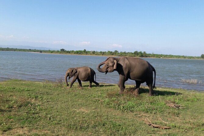 Explore The Beauty Of Udawalawe National Park From South Coast During 01 Day - Who Will Love This Tour?