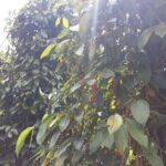 Explore the north of Phu Quoc island by Classical US Army Jeeps - Practical Details and What to Expect