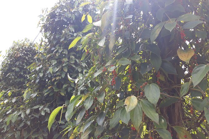 Explore the north of Phu Quoc island by Classical US Army Jeeps - Practical Details and What to Expect