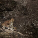 Explore Wilpattu National Park Private 4WD Tour - The Sum Up: Who Is This Tour For?