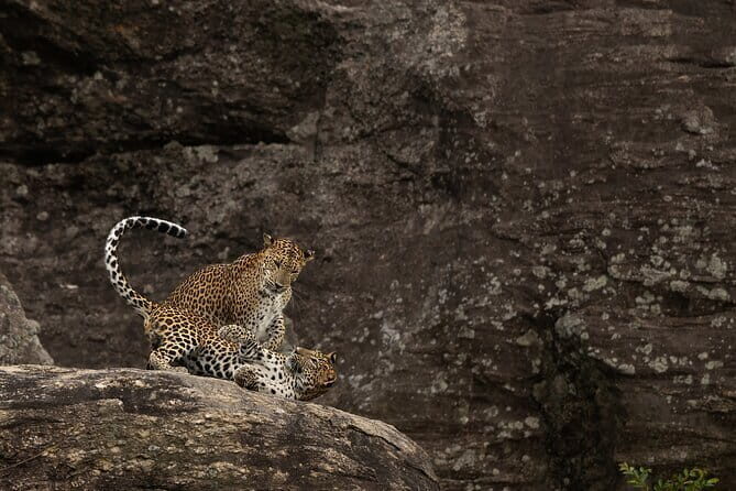 Explore Wilpattu National Park Private 4WD Tour - The Sum Up: Who Is This Tour For?