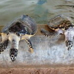 Exploring : Galle, Madu River & Turtle Hatchery Adventure - A Close Look at the Itinerary and What It Means for You