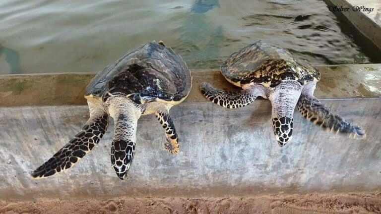 Exploring : Galle, Madu River & Turtle Hatchery Adventure - A Close Look at the Itinerary and What It Means for You