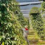 Exploring Kampot With SUV Car By English Local Tour Guide - Final Thoughts: Who Should Consider This Tour?