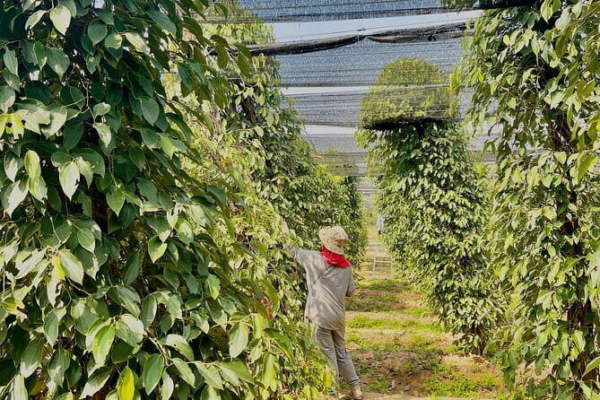 Exploring Kampot With SUV Car By English Local Tour Guide - Final Thoughts: Who Should Consider This Tour?