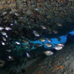 Exploring Scuba Diving for Non-Certified Divers In Nha Trang - Who Should Consider This Tour