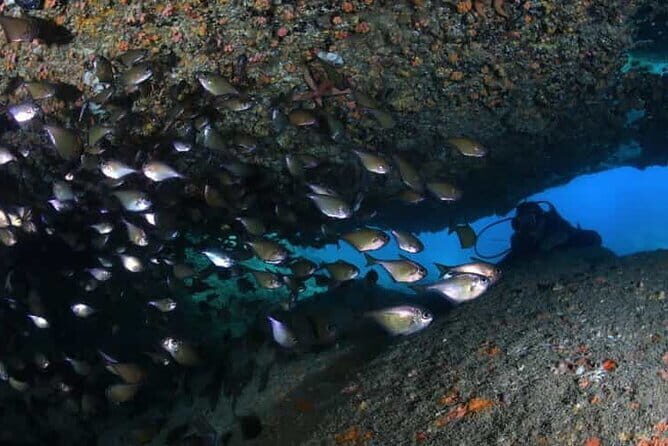 Exploring Scuba Diving for Non-Certified Divers In Nha Trang - Who Should Consider This Tour