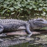 Extreme Everglades: Crocodiles and Adventure from Miami - The Experience in Context