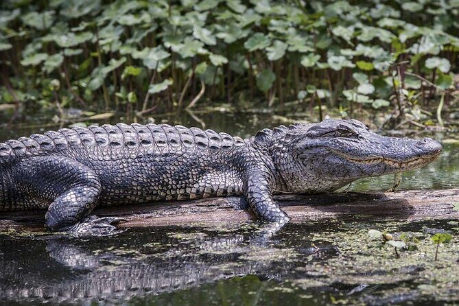 Extreme Everglades: Crocodiles and Adventure from Miami - The Experience in Context