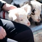 Farm Day Pass General Admission - Detailed Breakdown of the Day