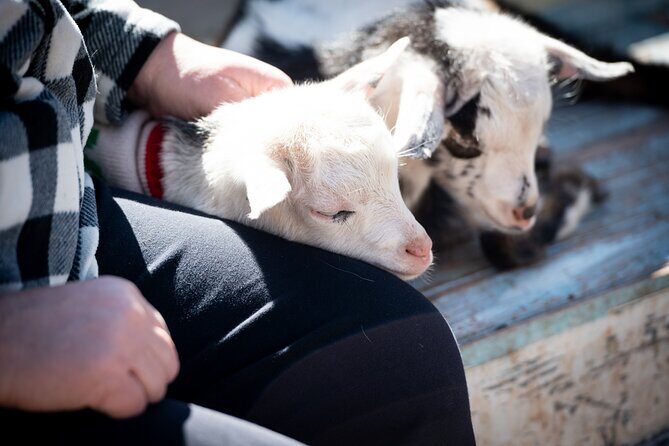 Farm Day Pass General Admission - Detailed Breakdown of the Day