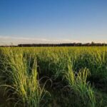 Felicity Plantation Tour - Practical Details and Tips