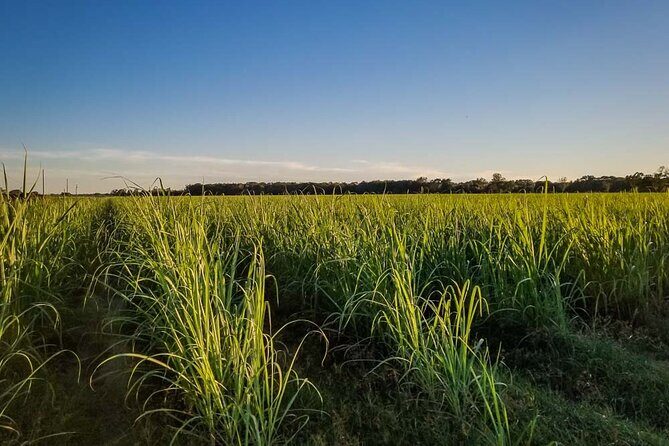 Felicity Plantation Tour - Practical Details and Tips