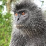 Fireflies Cruise with Batu Cave Visit and Seafood Dinner - Authentic Experiences and Why They Matter