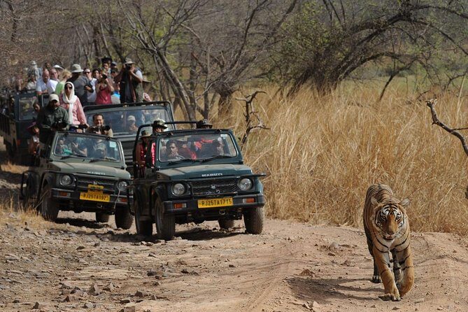 Five Days Golden Triangle Tour with Ranthambore Delhi Agra Jaipur - The Practical Side: What You Need to Know