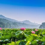 Flexible Hangzhou Private Day Tour with Lunch - Practical Details for Your Day