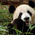 Flexible Private Chongqing Layover Tour - Transportation & Logistics