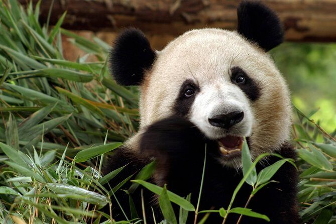 Flexible Private Chongqing Layover Tour - Transportation & Logistics