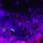 Fluorescent diving with ultraviolet dive lights - Analyzing the Cost and Overall Value