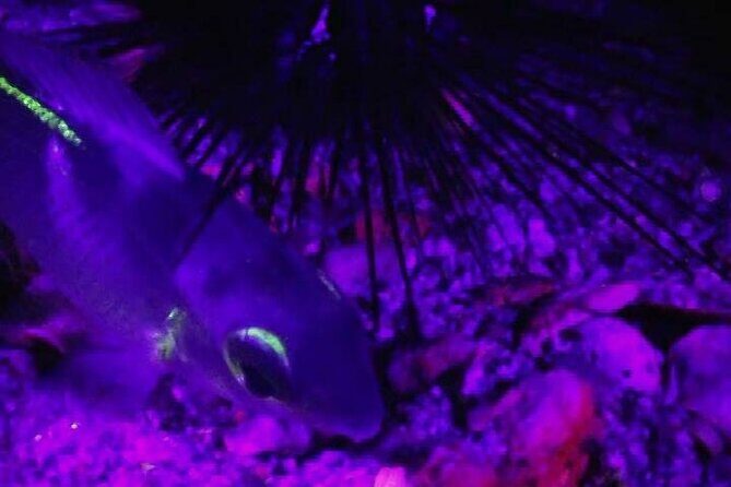 Fluorescent diving with ultraviolet dive lights - Analyzing the Cost and Overall Value