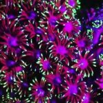 Fluorescent snorkeling with ultraviolet flashlights - The Experience: What Youll See and Feel