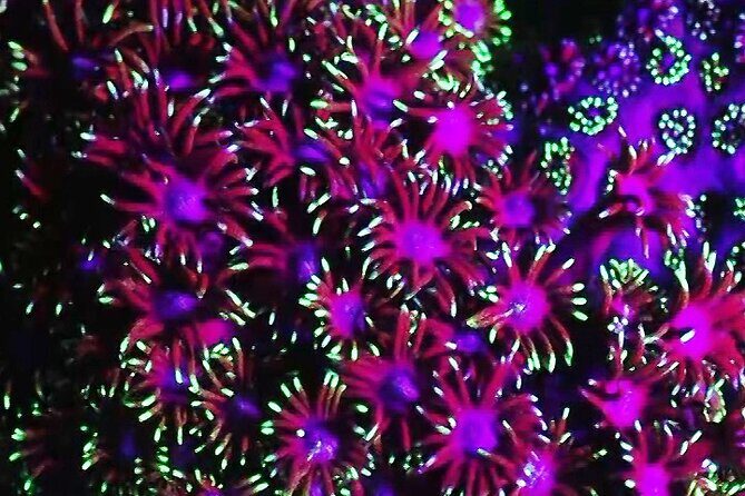 Fluorescent snorkeling with ultraviolet flashlights - The Experience: What Youll See and Feel