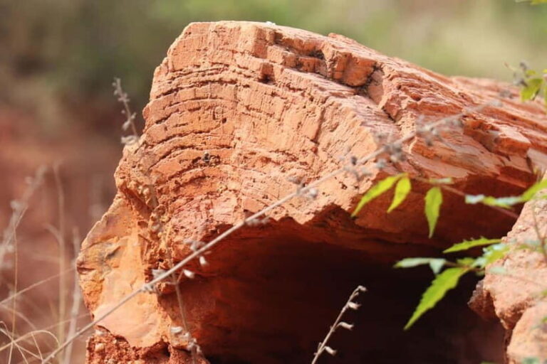 Fossil Walk  Unearthing Ancient Secrets near Pondicherry - Final Thoughts: Is This Tour for You?