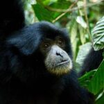 Four days orangutans adventure in Gunung Leuser - Who Will Enjoy This Tour?