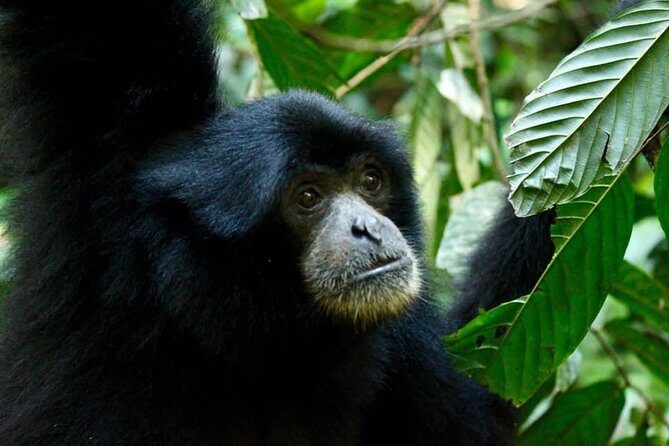 Four days orangutans adventure in Gunung Leuser - Who Will Enjoy This Tour?