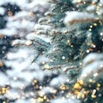 Franklins Festive Lights Spectacular A Christmas Wonderland Tour - Westhaven Community’s Festive Glow