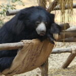 From Agra: SOS Elephant Conservation & Bear Rescue Day Trip - FAQ