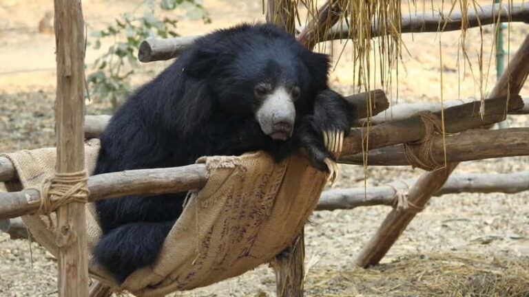 From Agra: SOS Elephant Conservation & Bear Rescue Day Trip - FAQ