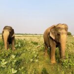 From Agra: Visit to Wildlife SOS Elephant Conservation Trip - Authenticity and Ethical Impact