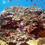 From Bali: Nusa Penida Snorkeling and Island Tour - A Closer Look at the Itinerary