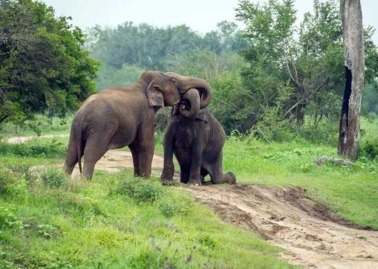 From Bentota: Elephant Transit Camp and Udawalawe Safari - The Practical Stuff: What’s Included & What You Need to Know