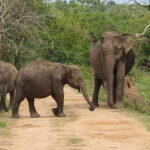 From Bentota - Yala National Park Full Day Safari Tour - Highlights that Make this Tour Stand Out