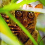 From Bohol: Countryside Private Day Tour - How the Day Unfolds