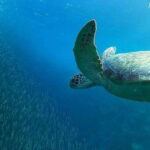 From Cebu City: Moalboal Pescador Snorkeling Tour + Lunch - Lunch and Leisure Time