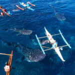 From Cebu City: Scuba Diving with Whale Sharks Trip in Oslob - The Journey: From Cebu City to Oslob