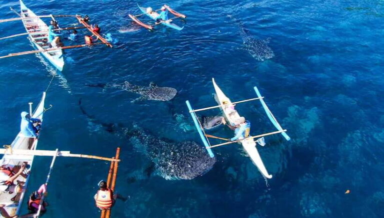 From Cebu City: Scuba Diving with Whale Sharks Trip in Oslob - The Journey: From Cebu City to Oslob