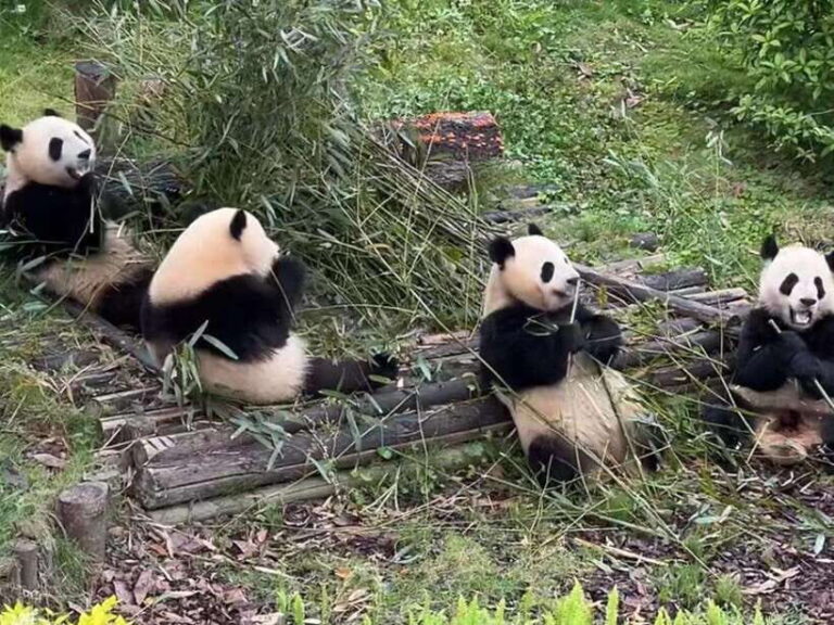 From Chengdu: Leshan Giant Buddha and Panda Base Day Trip