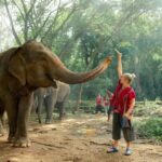 From Chiang Mai: Kerchor Eco Elephant Park Tour - Is This Tour Worth It?
