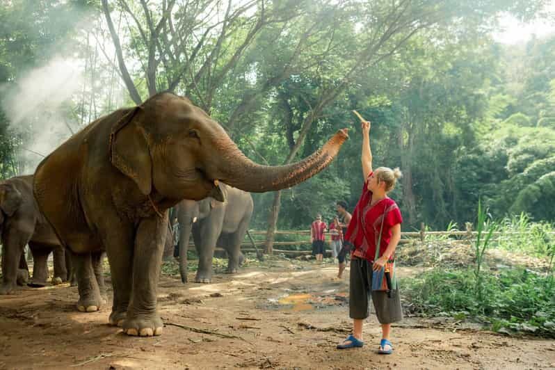 From Chiang Mai: Kerchor Eco Elephant Park Tour - Is This Tour Worth It?