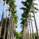 From Colombo : Day Trip to Kandy/ Pinnwala/ Royal Gardens - What’s Included and What to Consider