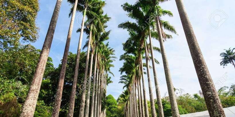 From Colombo : Day Trip to Kandy/ Pinnwala/ Royal Gardens - What’s Included and What to Consider