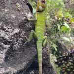 From Colombo/Kalutara: Full-Day Sinharaja Guided Eco Trek - What to Expect and What to Bring