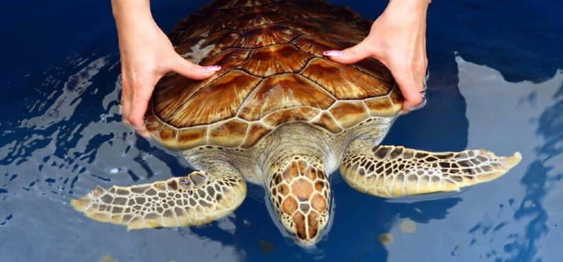 From Colombo/Negombo: Galle, Madu River, and Turtle Hatchery - Turtle Conservation at Kosgoda