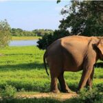 From Colombo to Sigiriya Fortress, Dambulla & Minneriya Safari - How Much Does It Cost and What’s Included