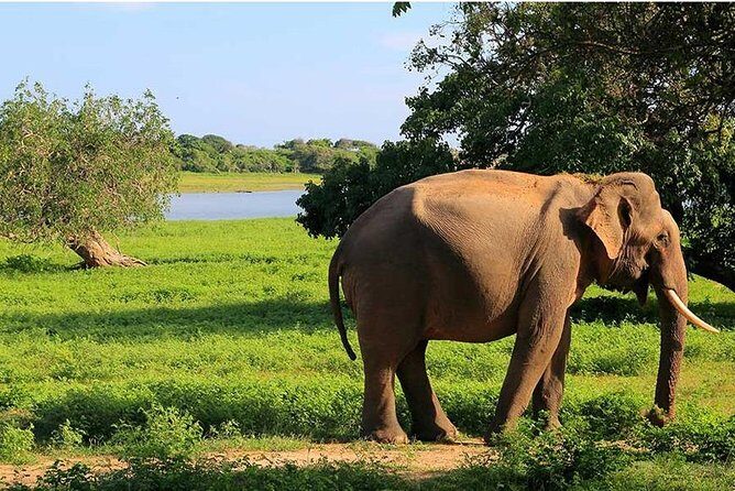 From Colombo to Sigiriya Fortress, Dambulla & Minneriya Safari - How Much Does It Cost and What’s Included